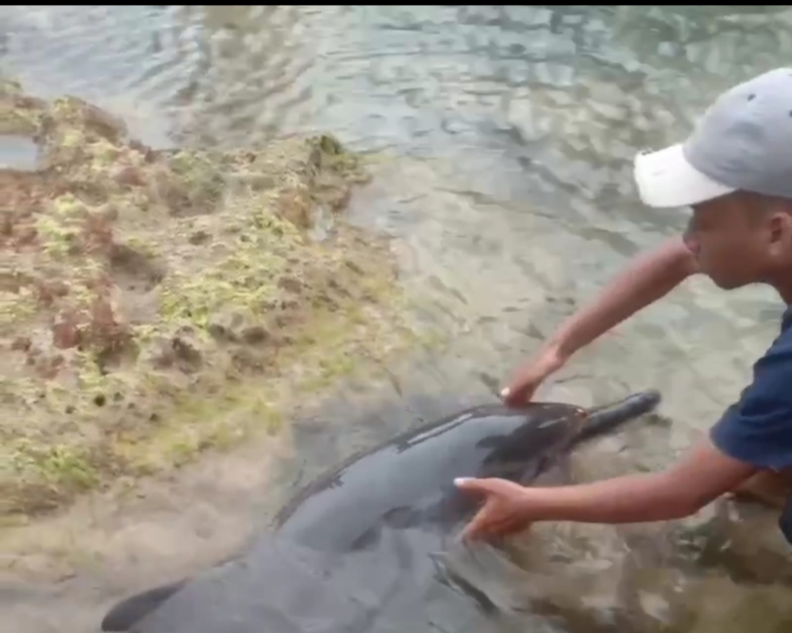 Lumba-lumba Terdampar di Pantai Sawarna Banten